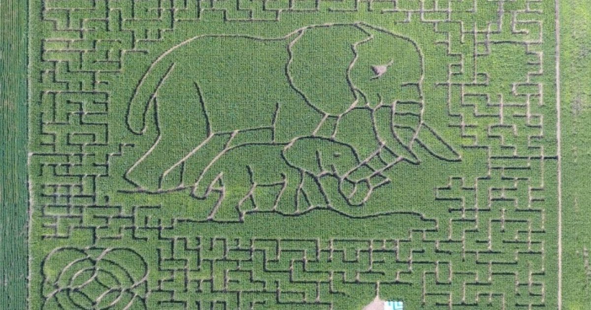 Heartland Country Corn Maze | Experience Sioux Falls